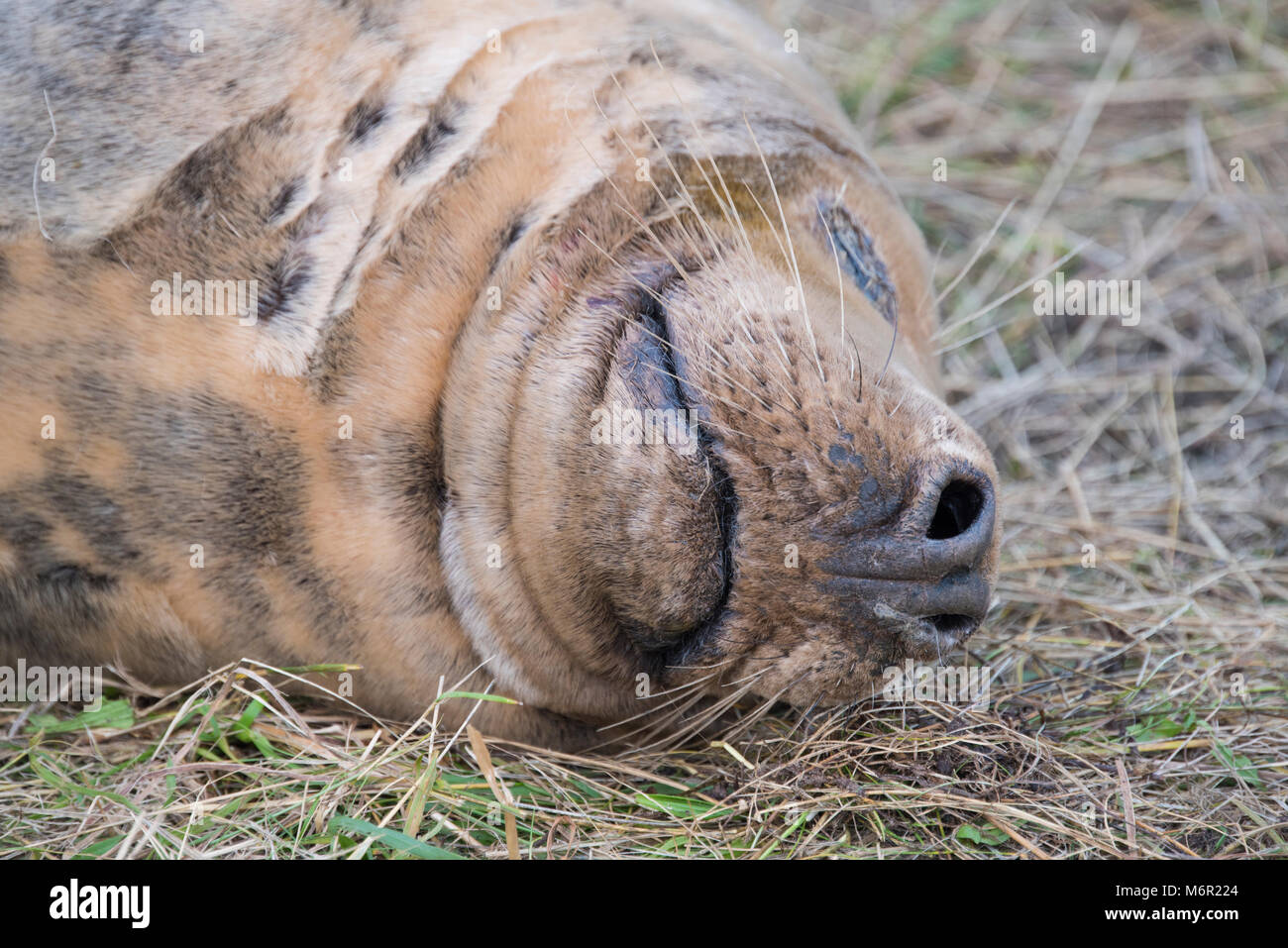 Seal up close hi-res stock photography and images - Alamy