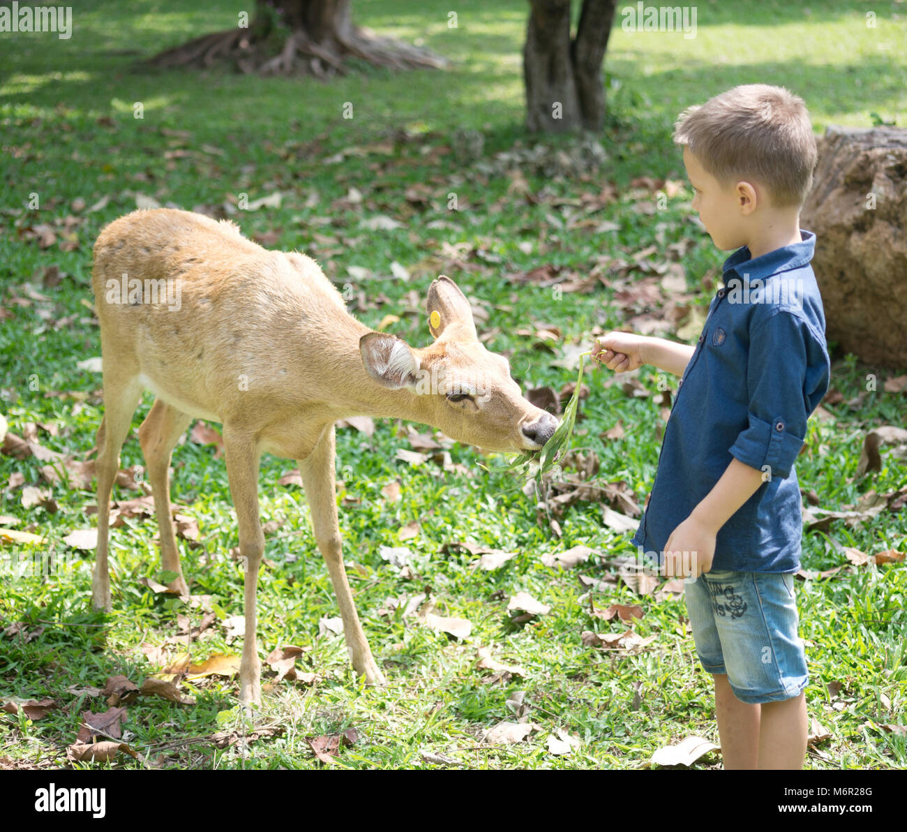 Baby feeding deer in the Zoo Stock Photo - Alamy