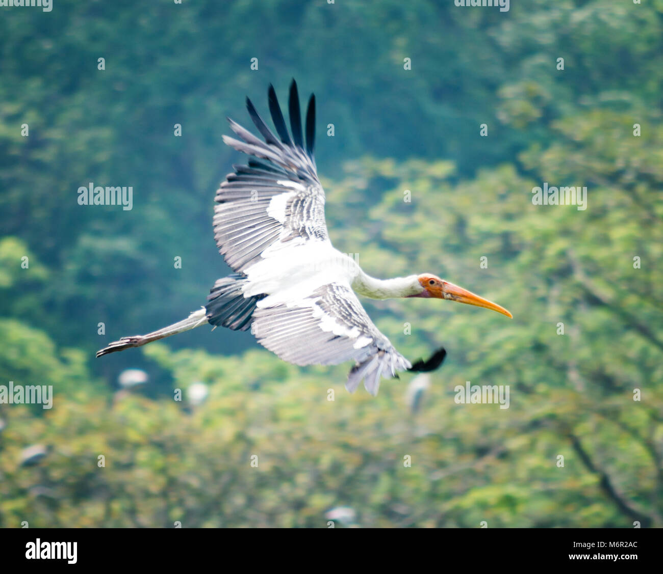 Flying painted stork Stock Photo - Alamy