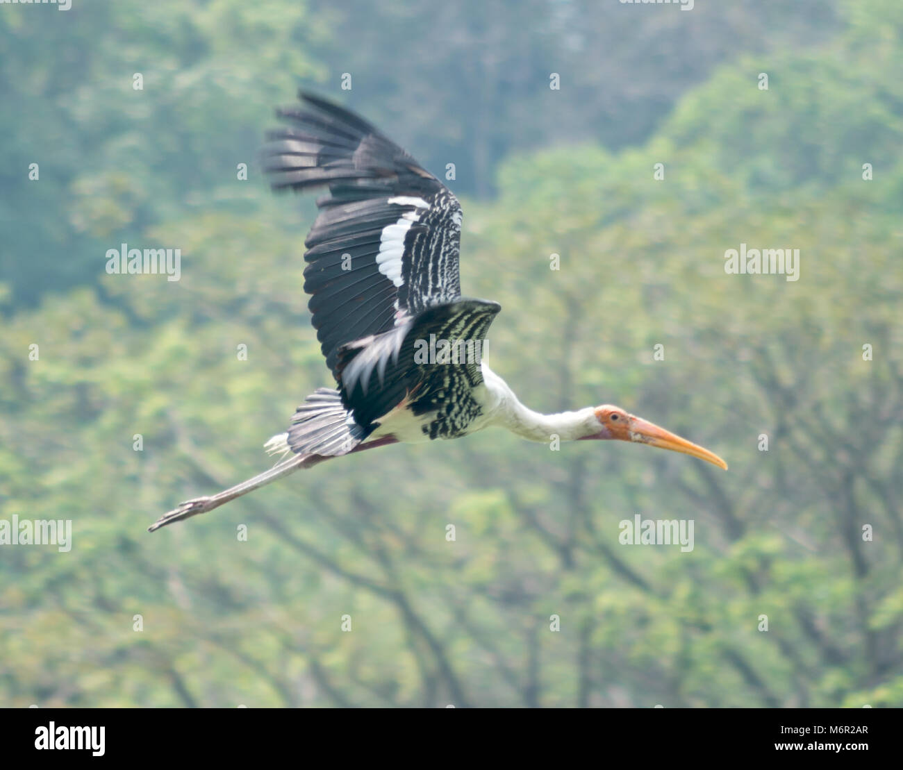 Flying painted stork Stock Photo - Alamy