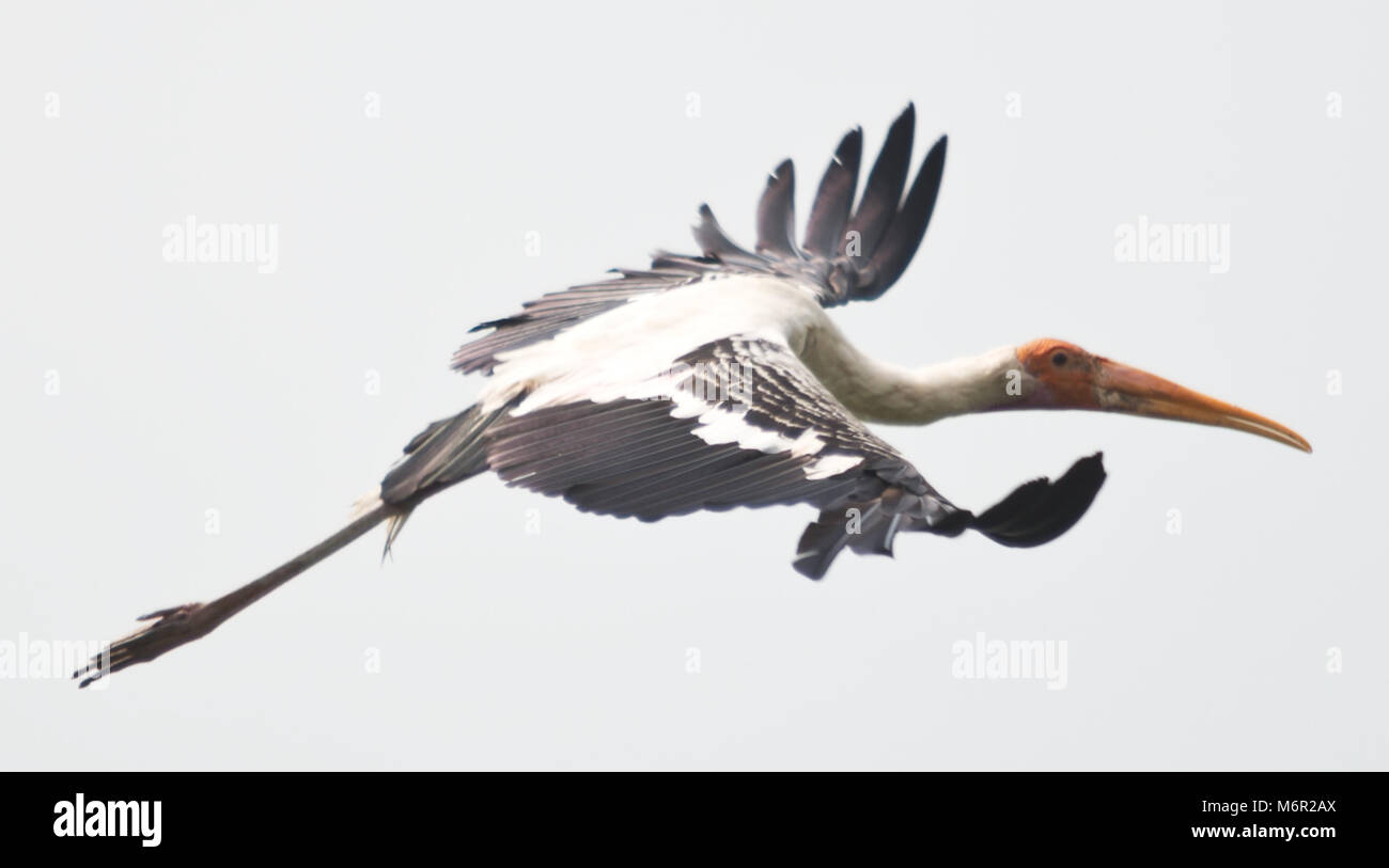 Flying painted stork Stock Photo - Alamy