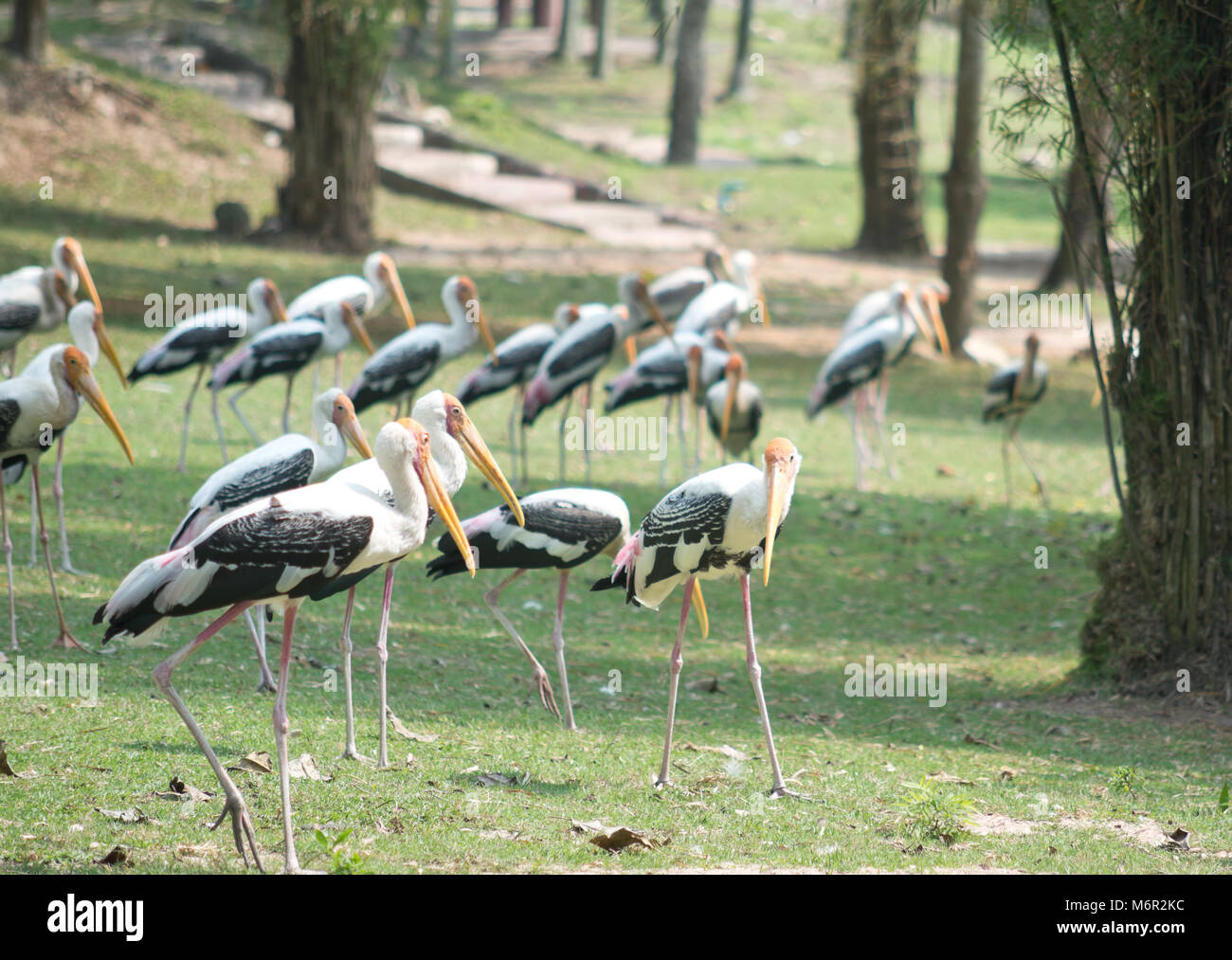 Painted storks in zoo hi-res stock photography and images - Alamy