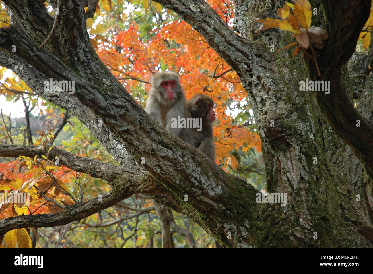 Japanese snow monkeys at Iwatayama Monkey Park Stock Photo - Alamy