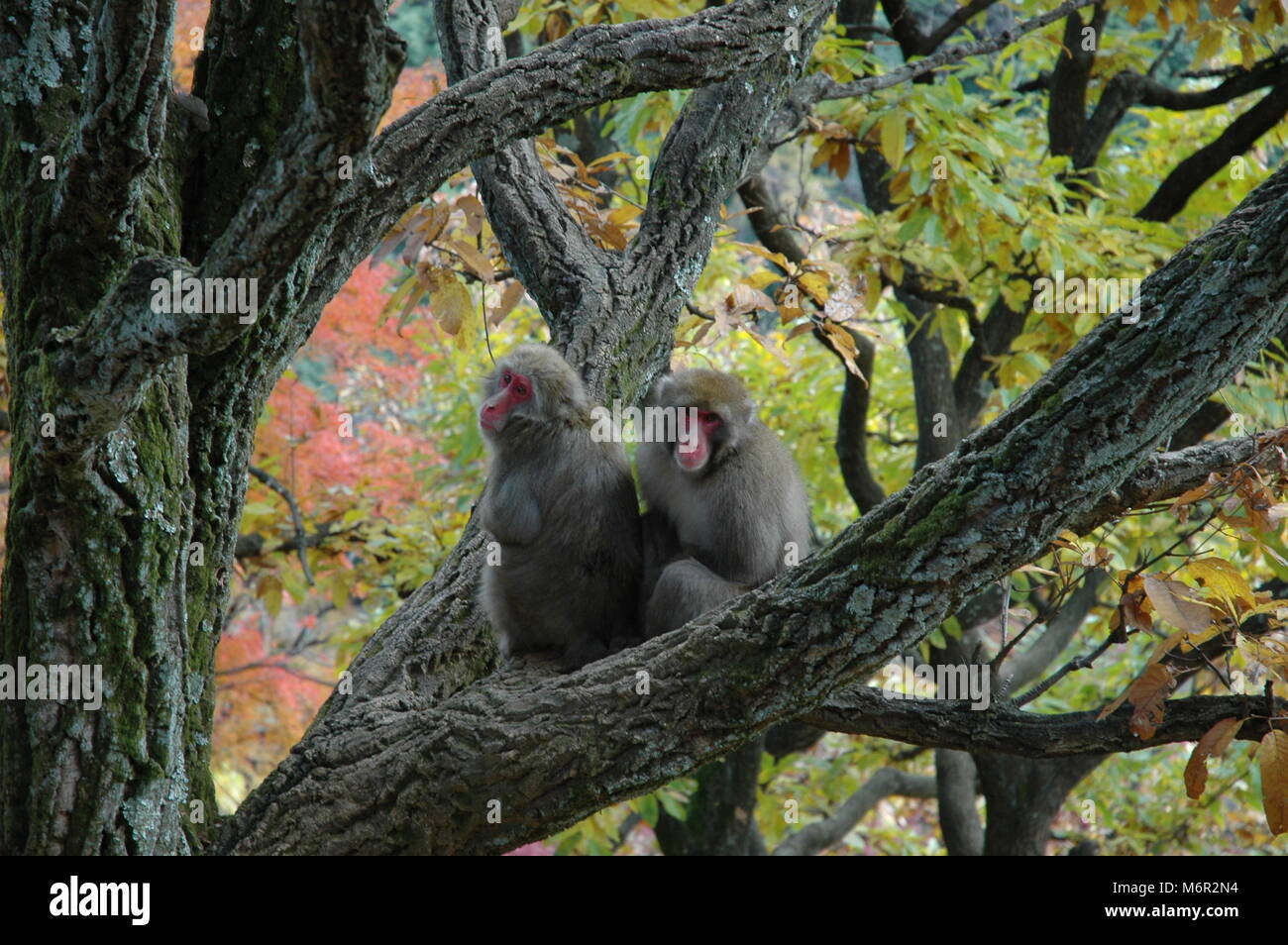 Japanese snow monkeys at Iwatayama Monkey Park Stock Photo - Alamy