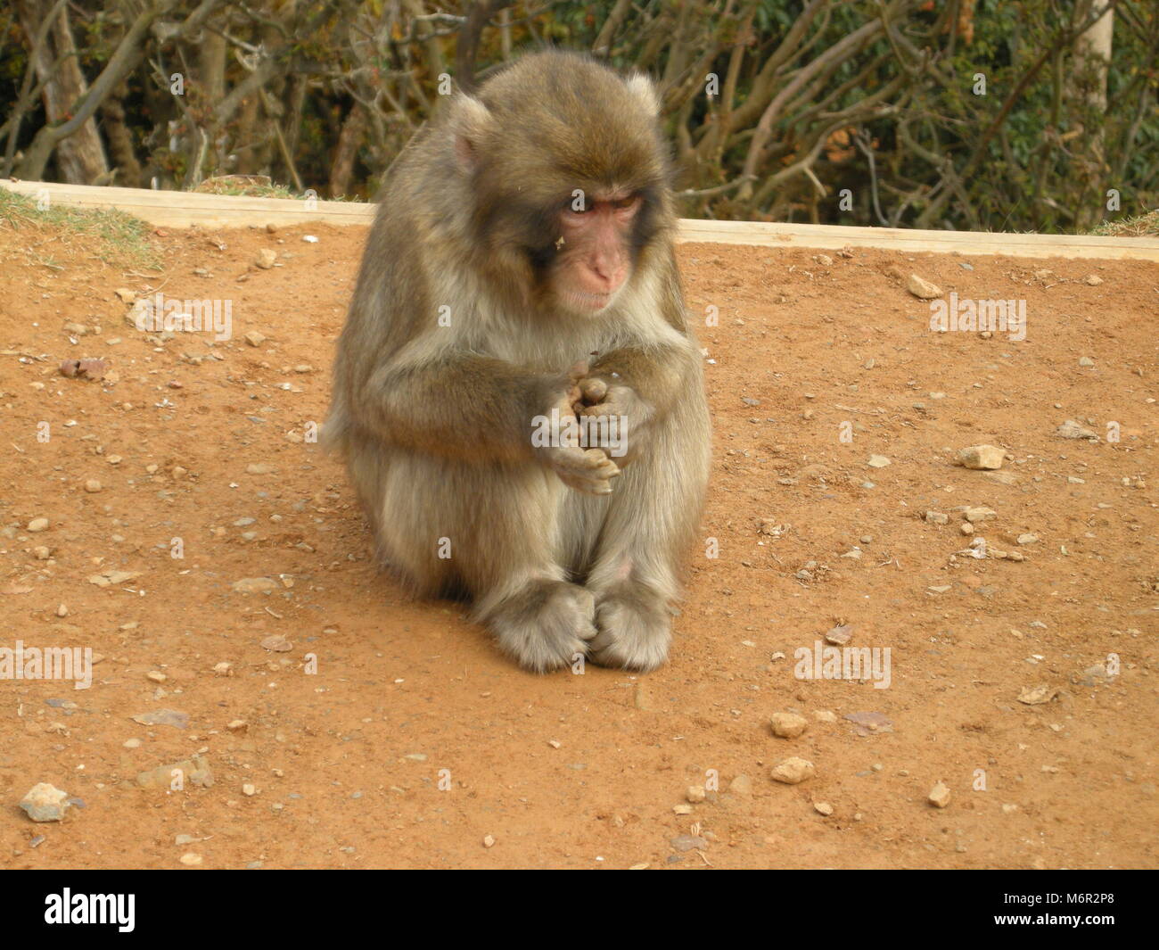 Japanese snow monkeys at Iwatayama Monkey Park Stock Photo - Alamy