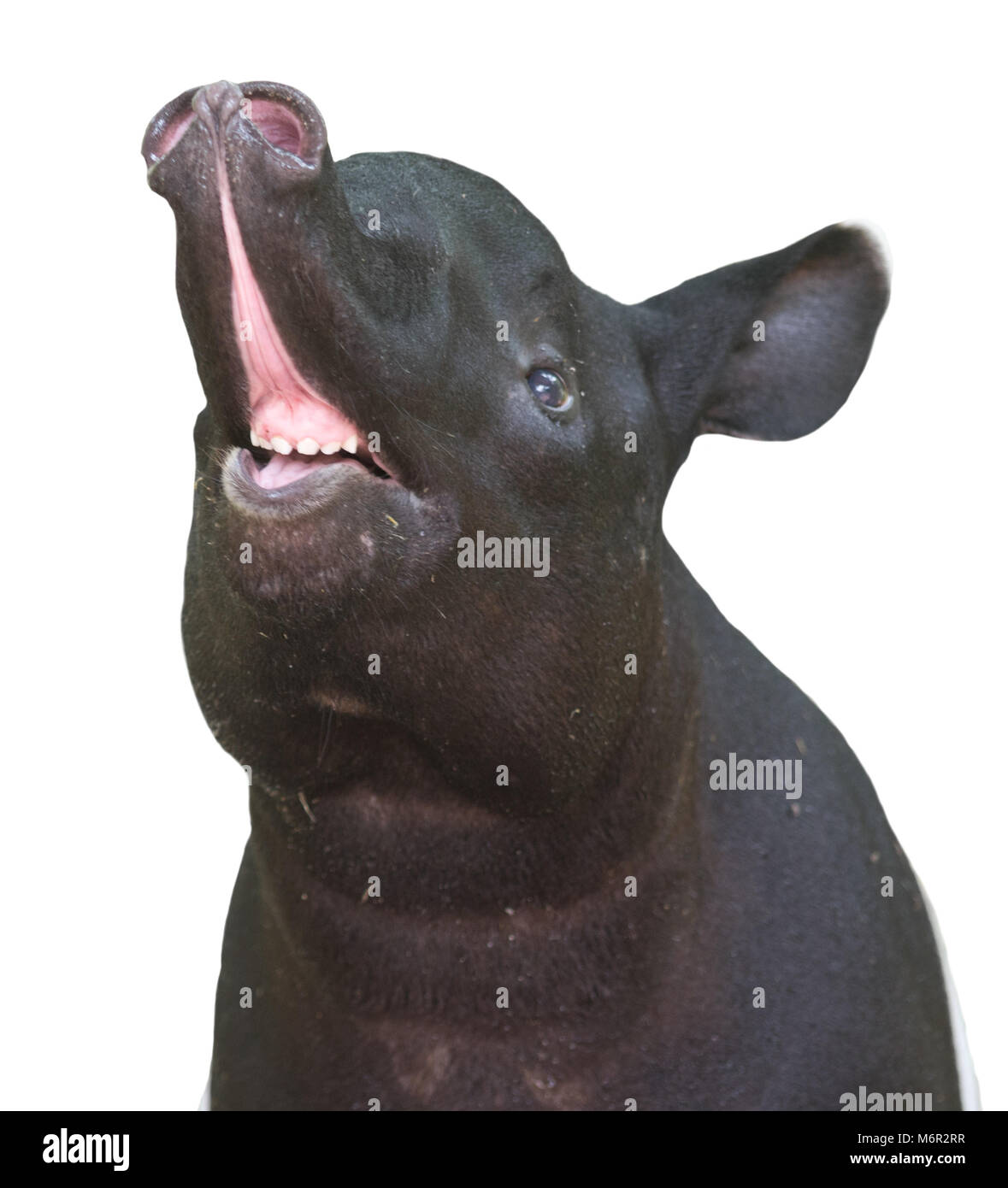 Funny laughing tapir isolated on white background Stock Photo - Alamy