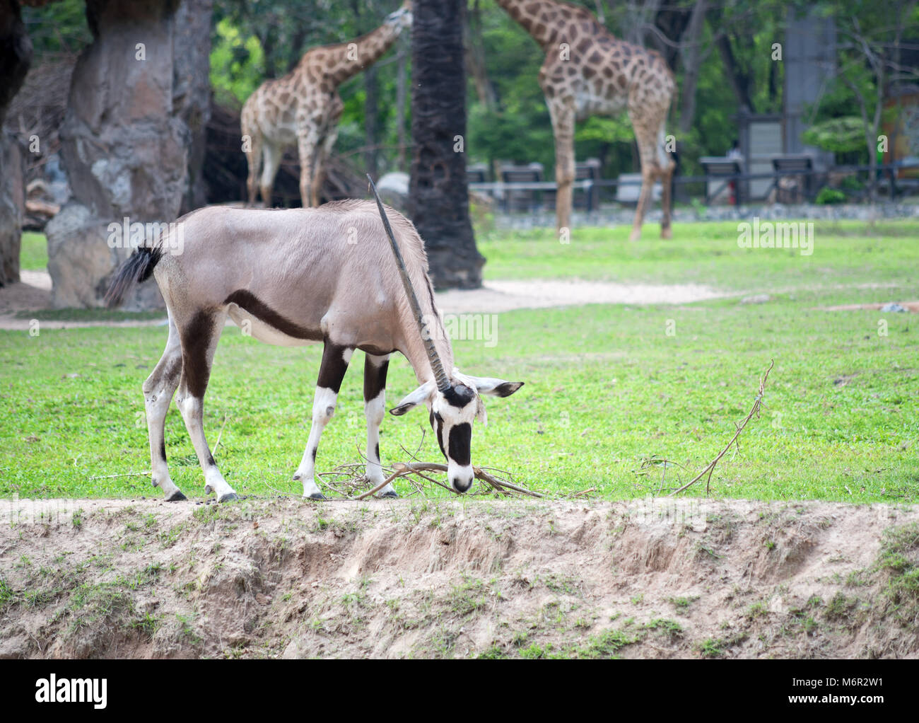 Female orix in the Zoo Stock Photo - Alamy