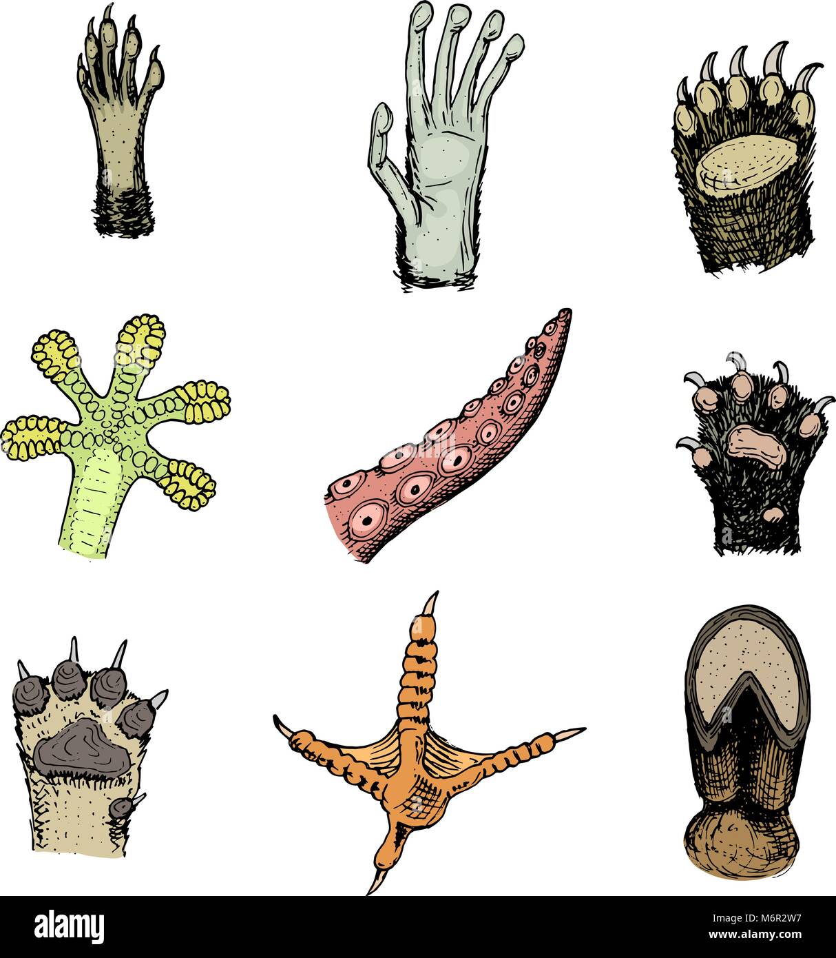 Paws of animals or footprints and wildlife. Bird and sea creatures ...