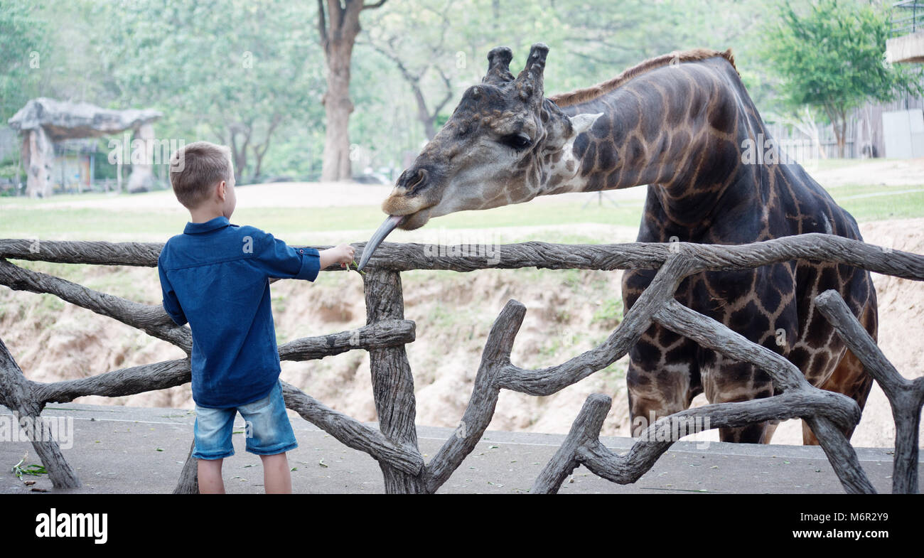 Boy feeding giraffe in the Zoo Stock Photo - Alamy