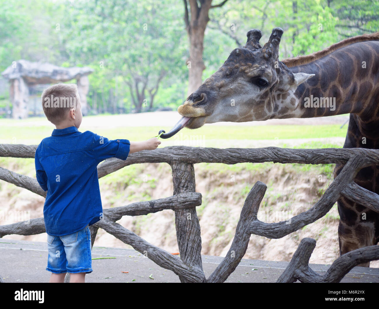 Boy feeding giraffe in the Zoo Stock Photo - Alamy