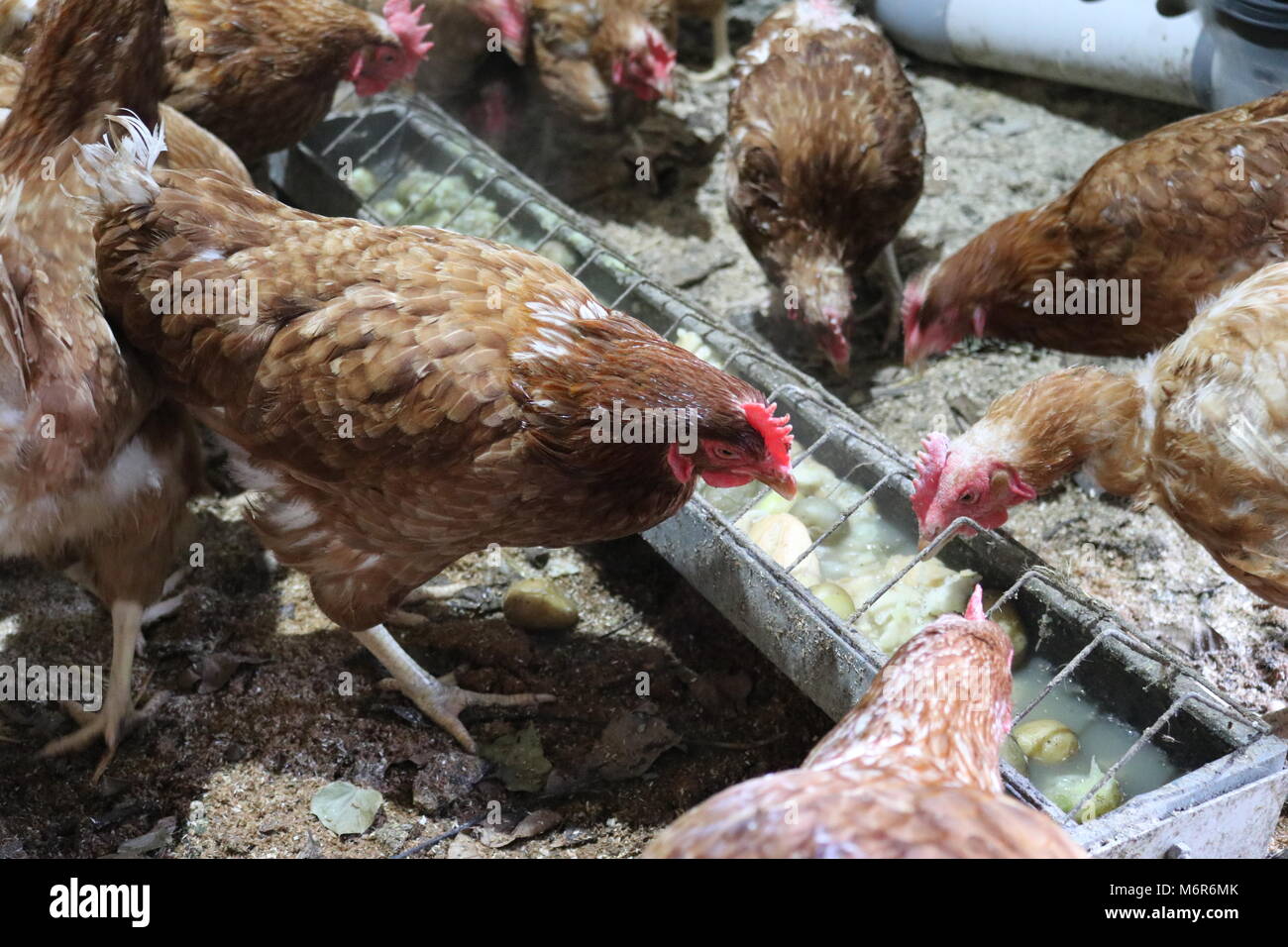 02 March 2018, France, Bischwihr: Thierry Remond's chickens eat a ...