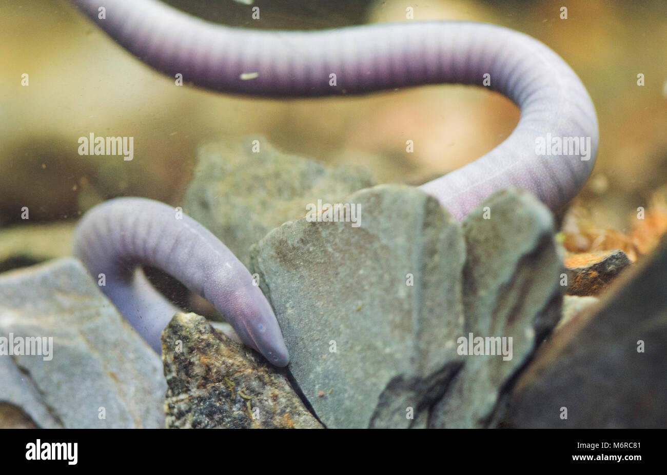 Typhlonectes natans hi-res stock photography and images - Alamy