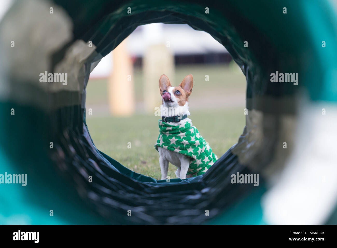 Jack russell cross breed hi-res stock photography and images - Alamy