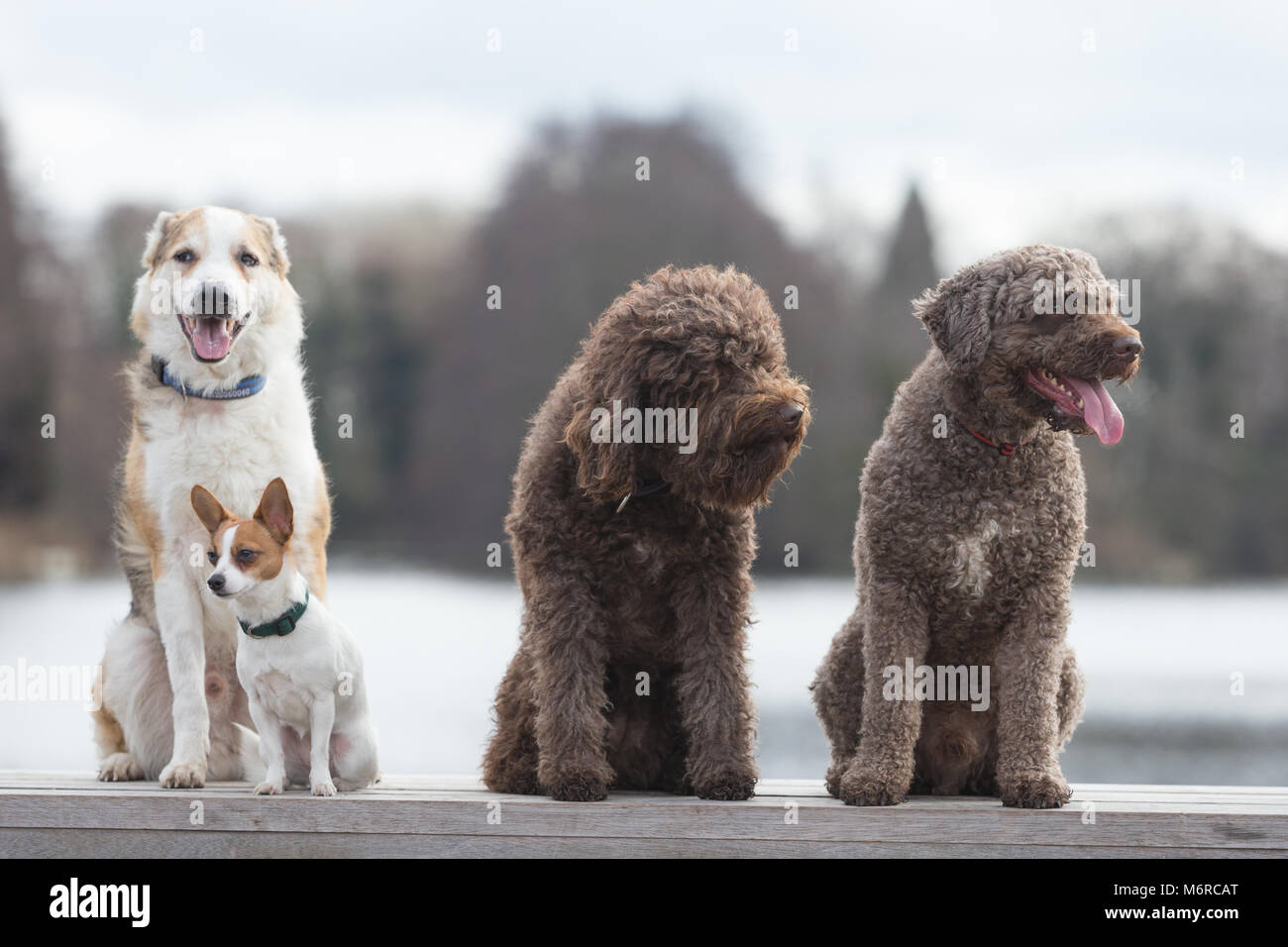 Pure breed dogs at Crufts 2018 uk Stock Photo - Alamy