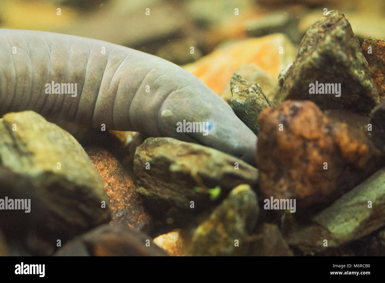 Typhlonectes High Resolution Stock Photography and Images - Alamy