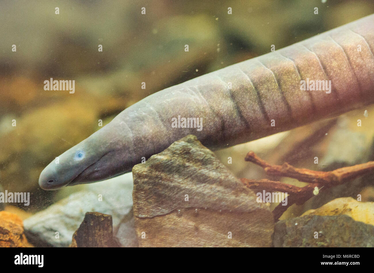 Typhlonectes High Resolution Stock Photography and Images - Alamy