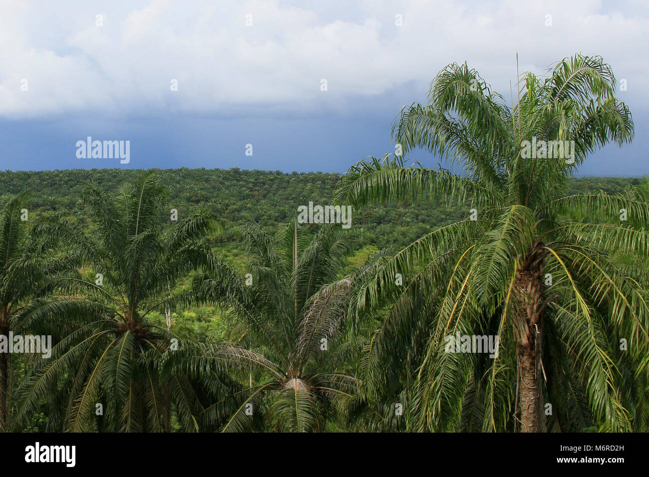 Nagan Raya, Aceh, Indonesia. 6th Mar, 2018. View of palm oil ...