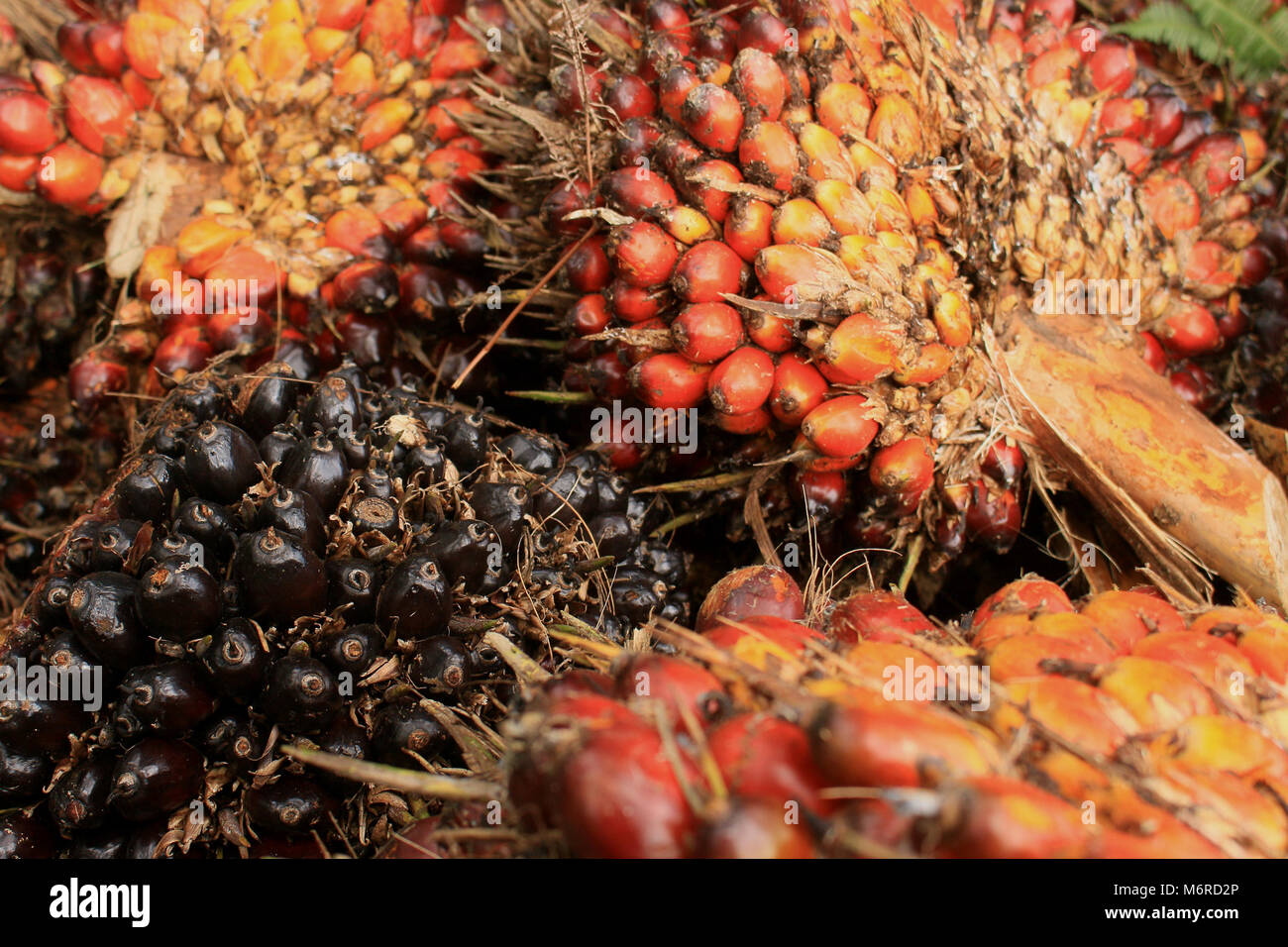 Nagan Raya, Aceh, Indonesia. 6th Mar, 2018. Harvesting oil palm ...