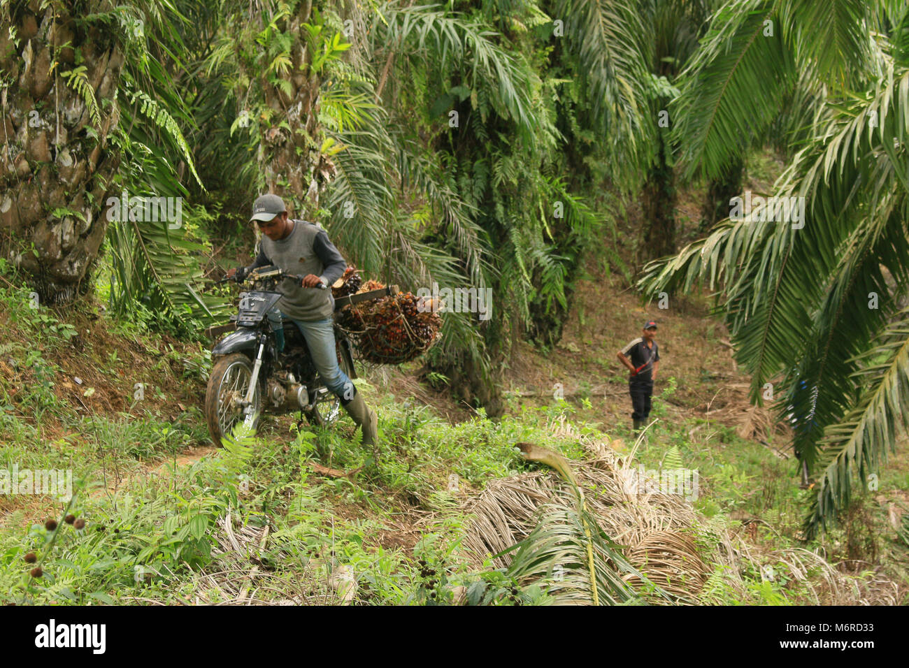 Nagan Raya, Aceh, Indonesia. 6th Mar, 2018. A worker brings palm oil ...