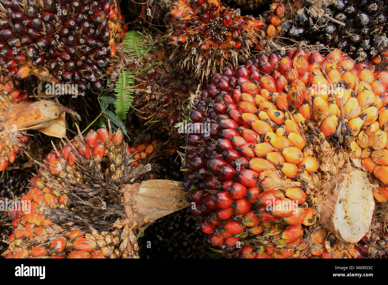 Nagan Raya, Aceh, Indonesia. 6th Mar, 2018. Harvesting oil palm ...