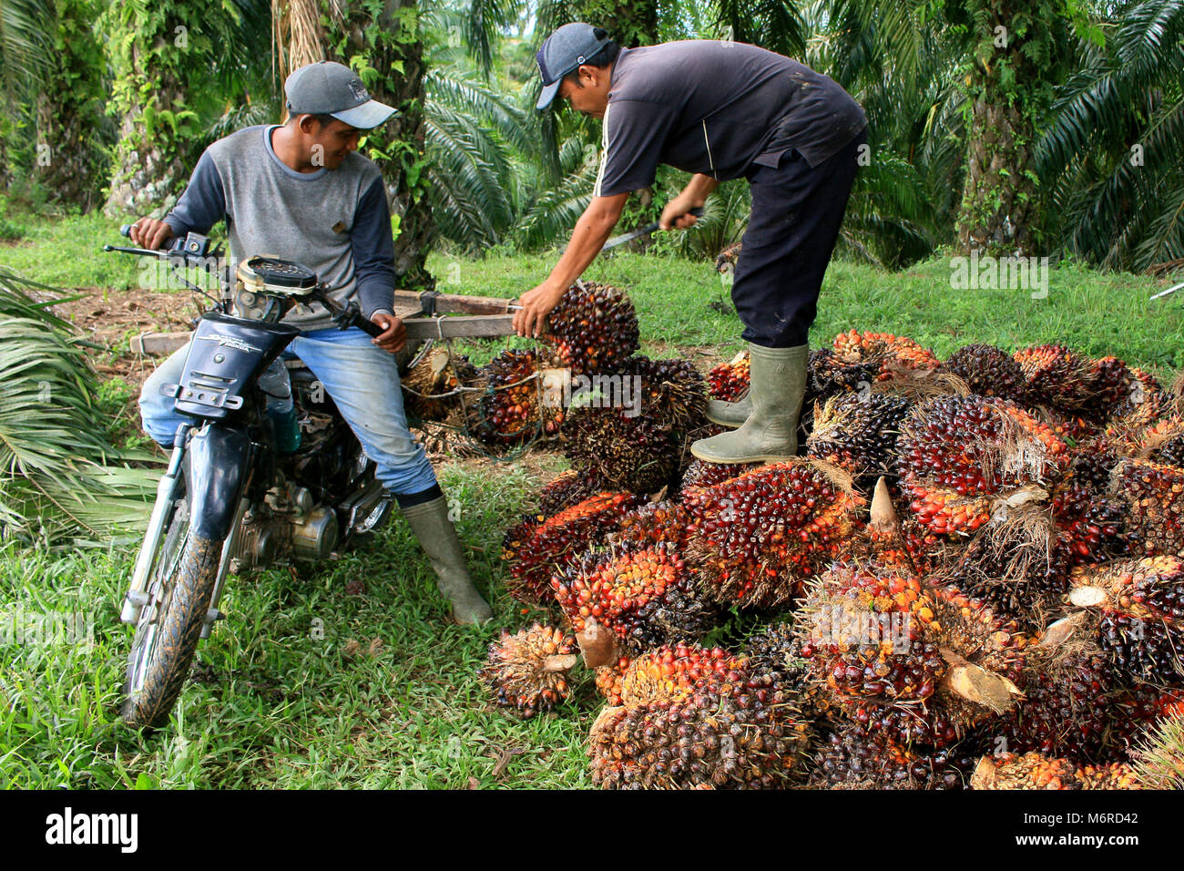 Nagan Raya, Aceh, Indonesia. 6th Mar, 2018. A worker brings palm oil ...