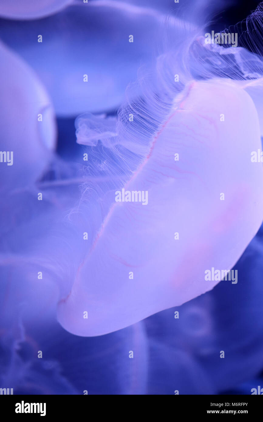 Free swimming fish hi-res stock photography and images - Alamy