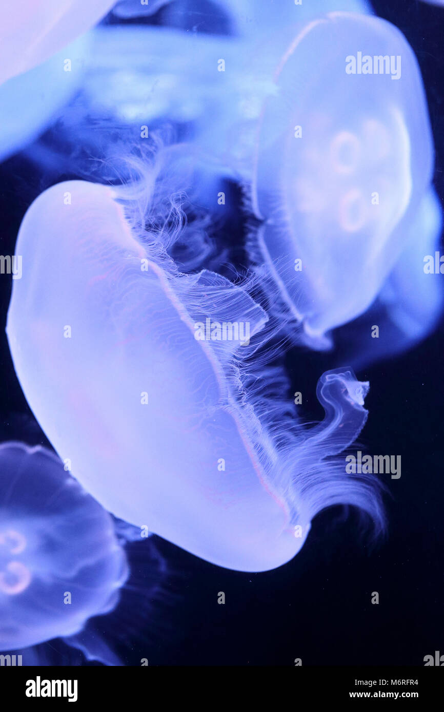 Free swimming fish hi-res stock photography and images - Alamy