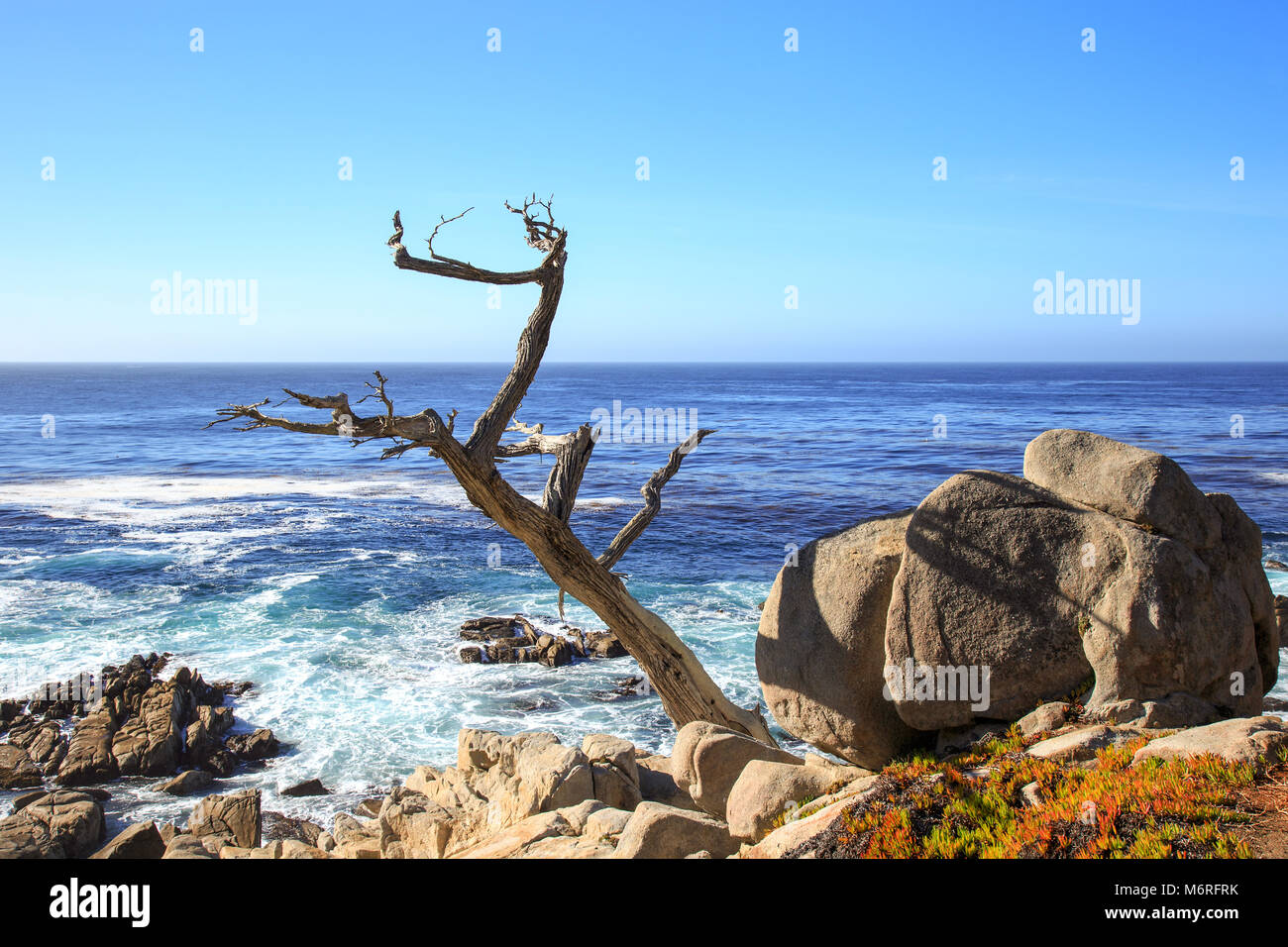 Ghost trees pebble beach hi-res stock photography and images - Alamy