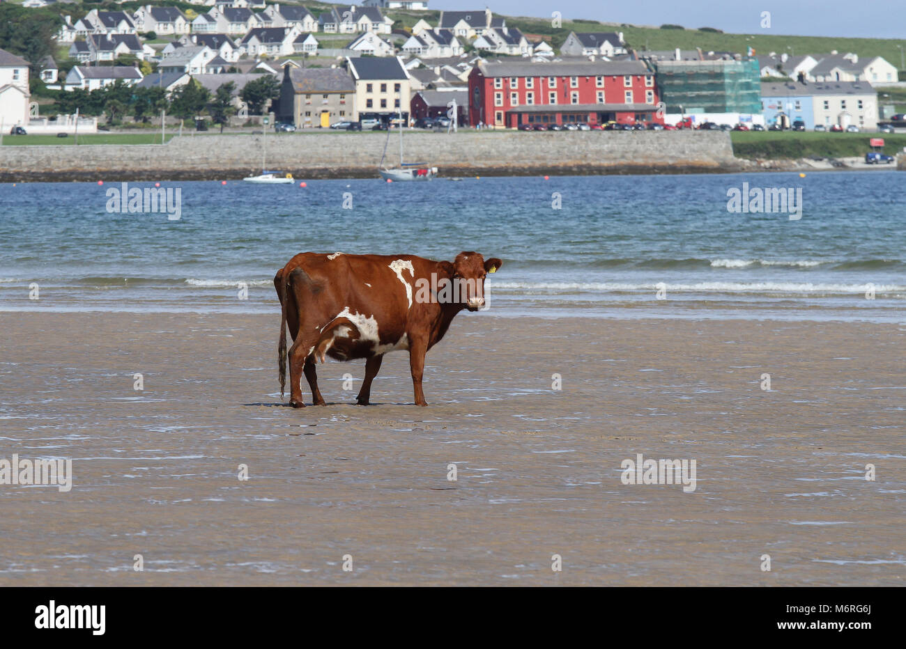 Cow on beach with brown and white cow standing on a sandy beach in ...