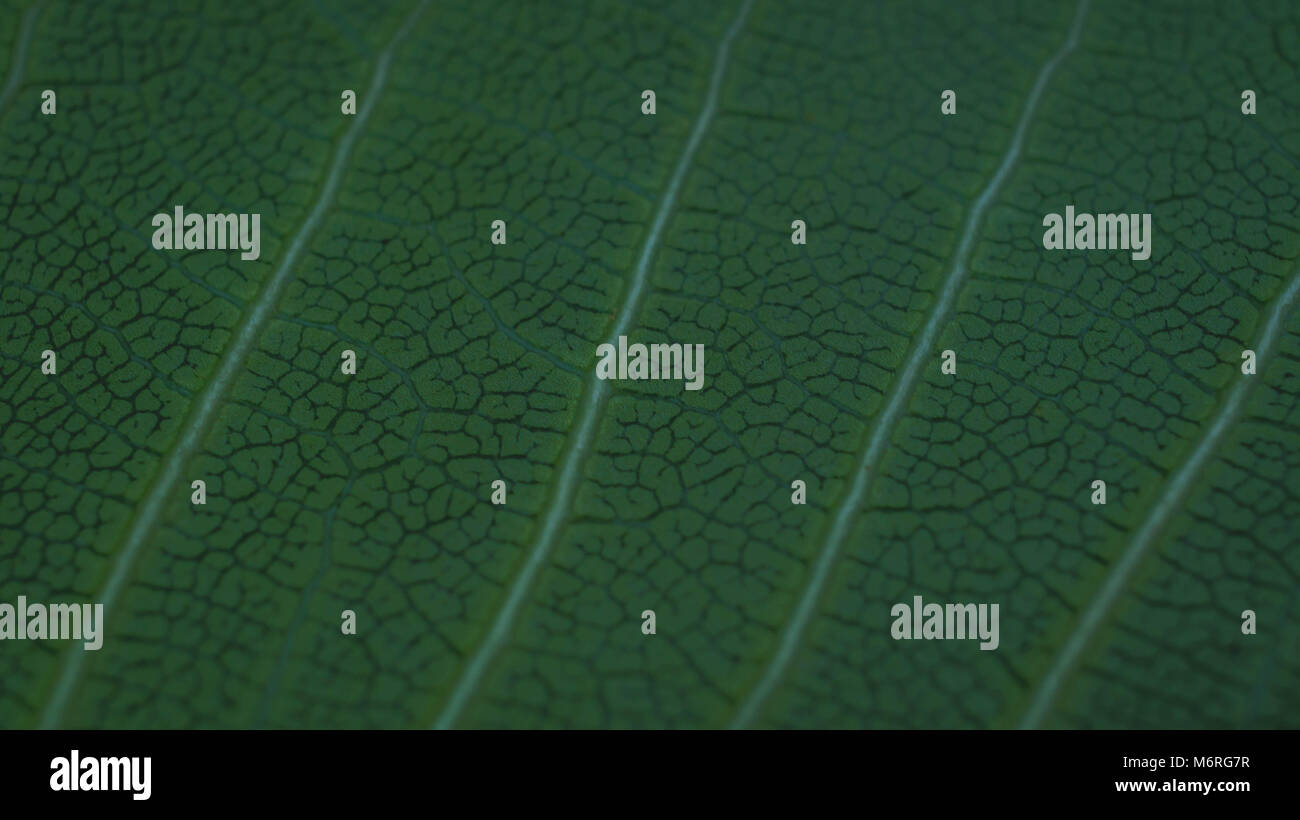 Green leaf vein texture background. Macro look of leaf texture Stock ...