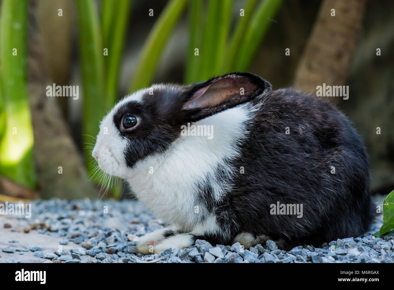 Rabbit, lovely animal and pet in the garden Stock Photo - Alamy