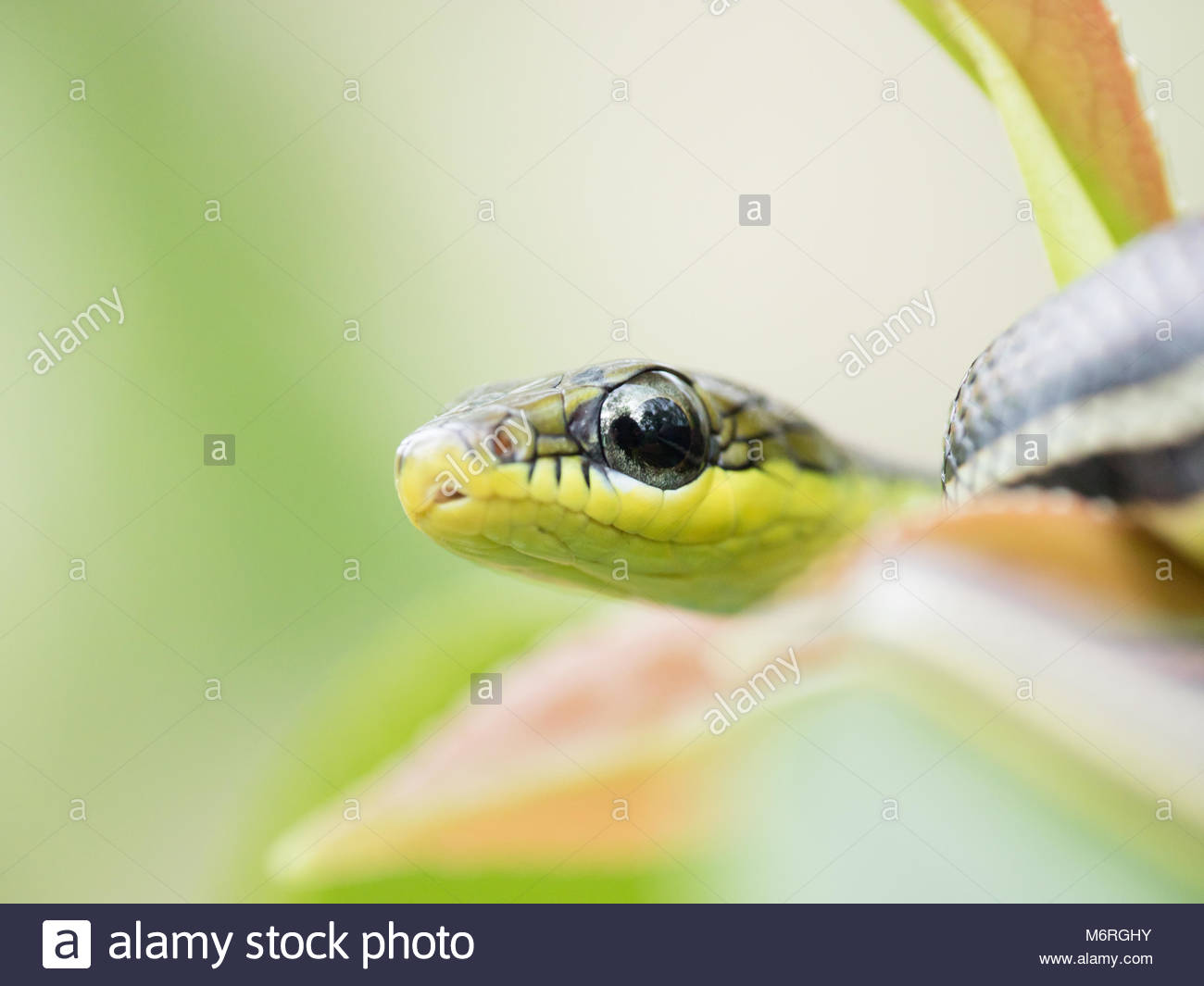 Green Tree Snake Stock Photos & Green Tree Snake Stock Images - Alamy