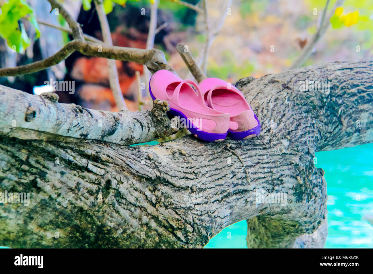 old shoes on the tree Stock Photo - Alamy