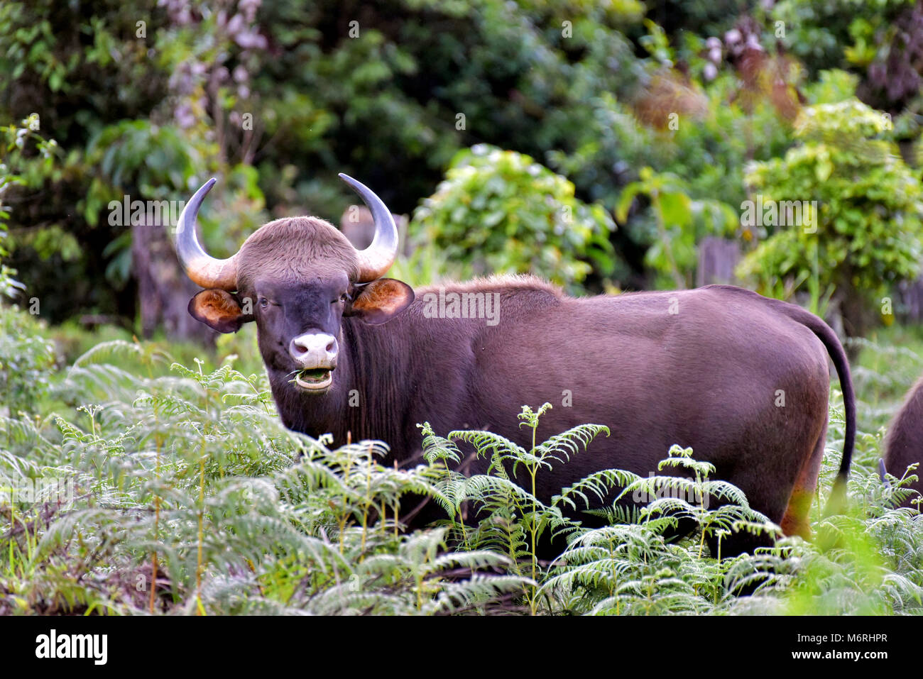 Bison Kerala High Resolution Stock Photography and Images - Alamy