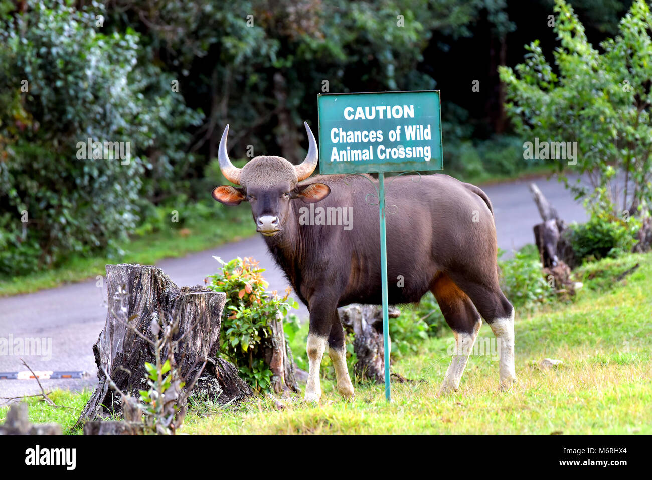 this photo is taken from munnar,pampadumshole in kerala.bison is came ...