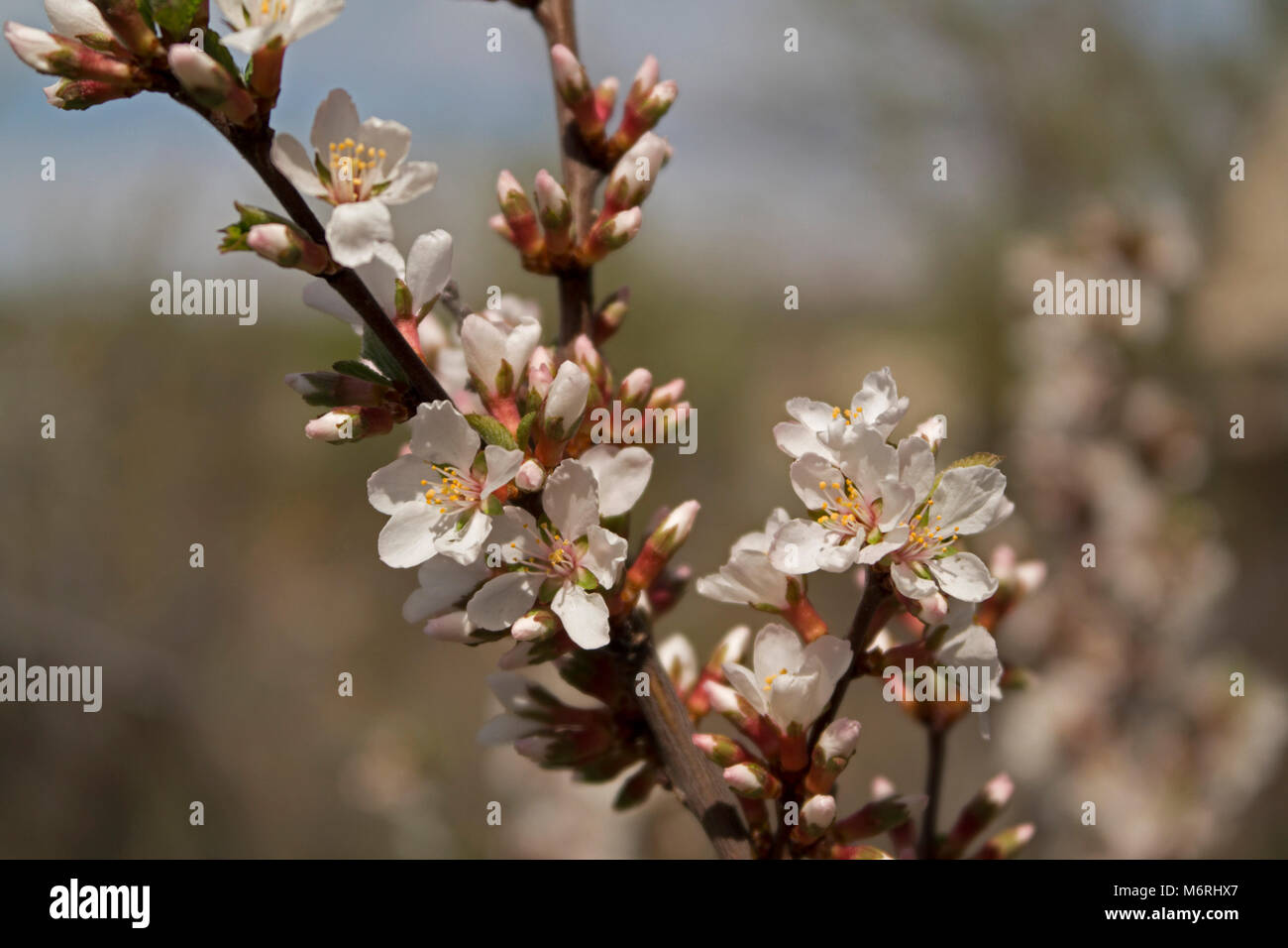 Flowering branch of plum tree. Plum tree. Spring background Stock Photo ...
