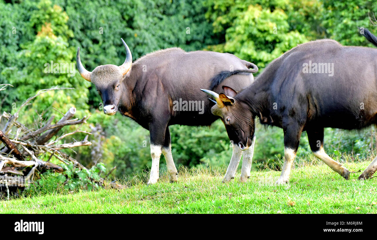 Bison chinnar hi-res stock photography and images - Alamy