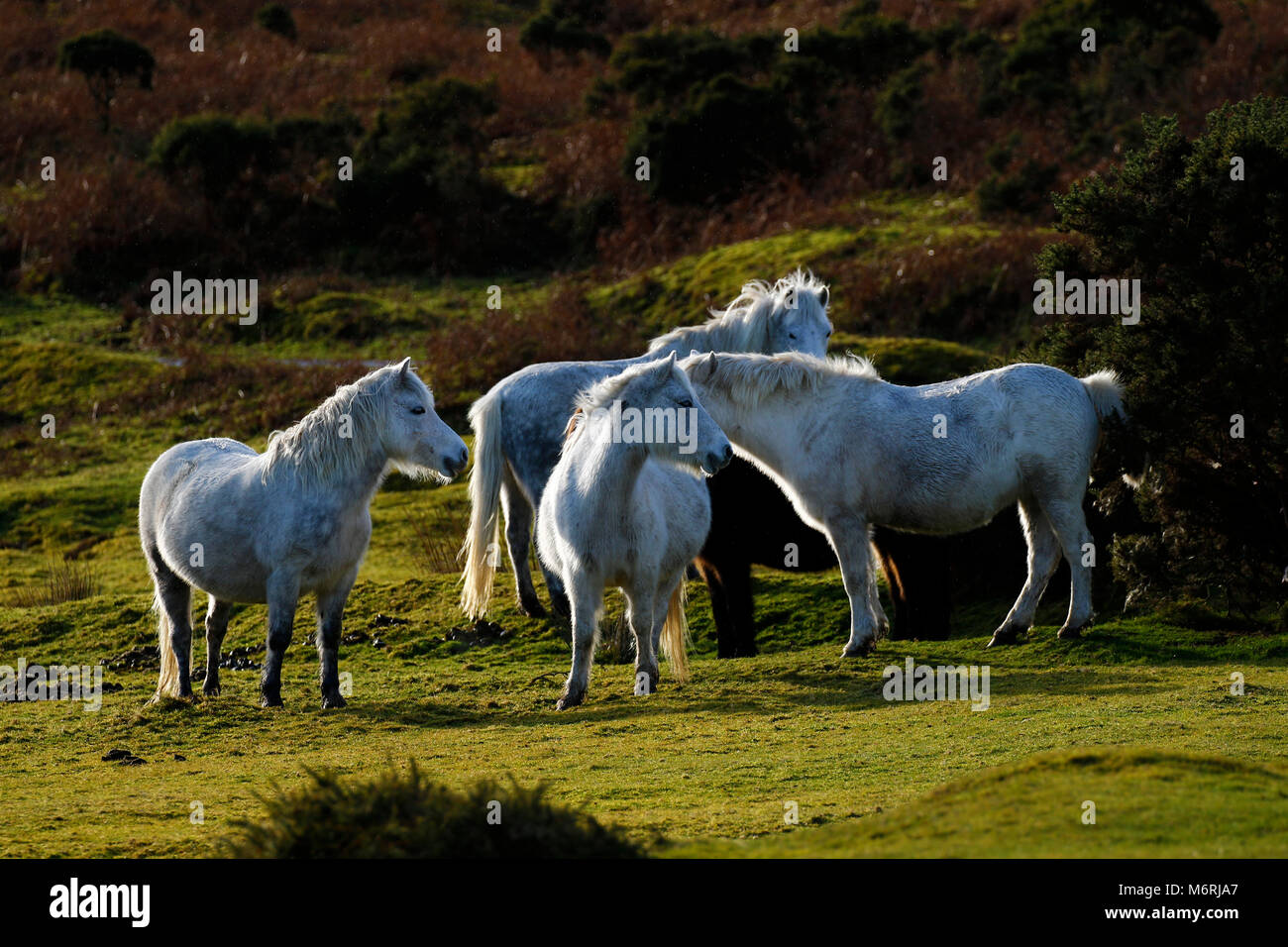 Grey wild ponies gathered together on Dartmoor Stock Photo - Alamy