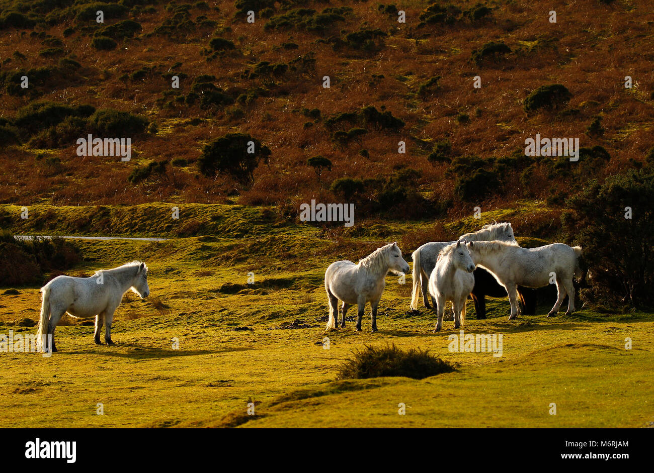 Grey wild ponies gathered together on Dartmoor Stock Photo - Alamy