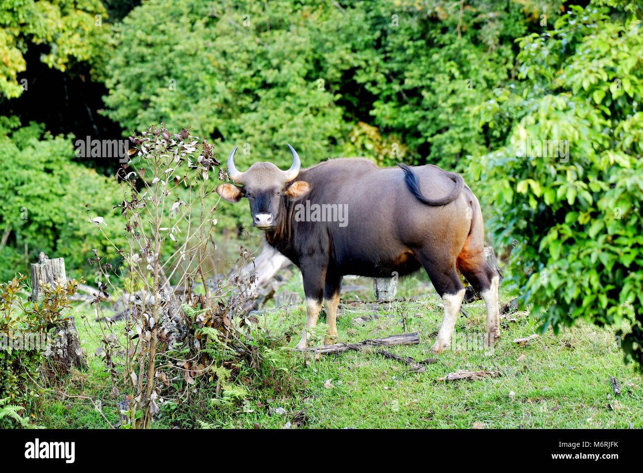 this photo is taken from munnar,pampadumshole in kerala.bison is came ...