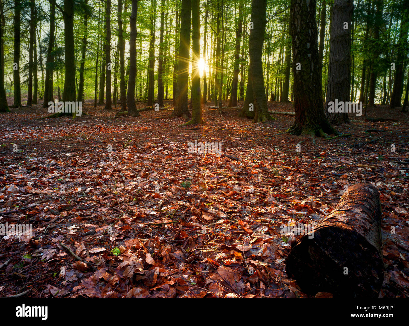 Dawn sunlight brings the woods alive at Beacon Hill, Leicestershire ...