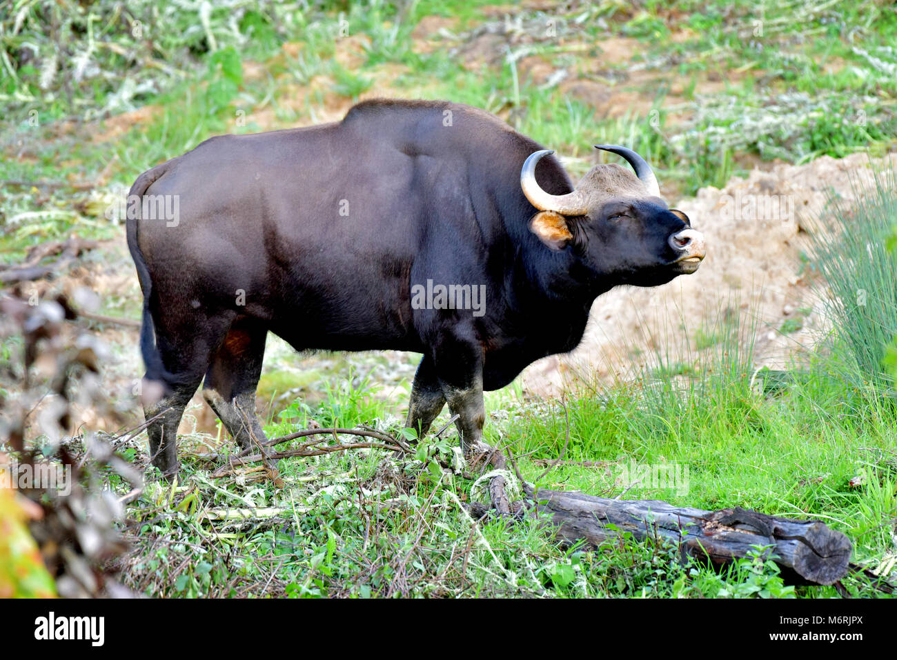this photo is taken from munnar,pampadumshole in kerala.bison is came ...