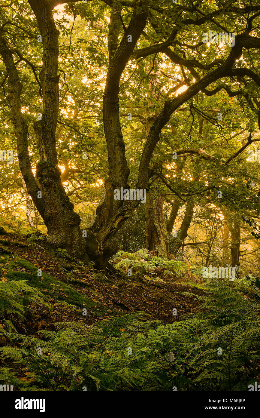 Green Forest Oak Trees In Stock Photos & Green Forest Oak Trees In ...