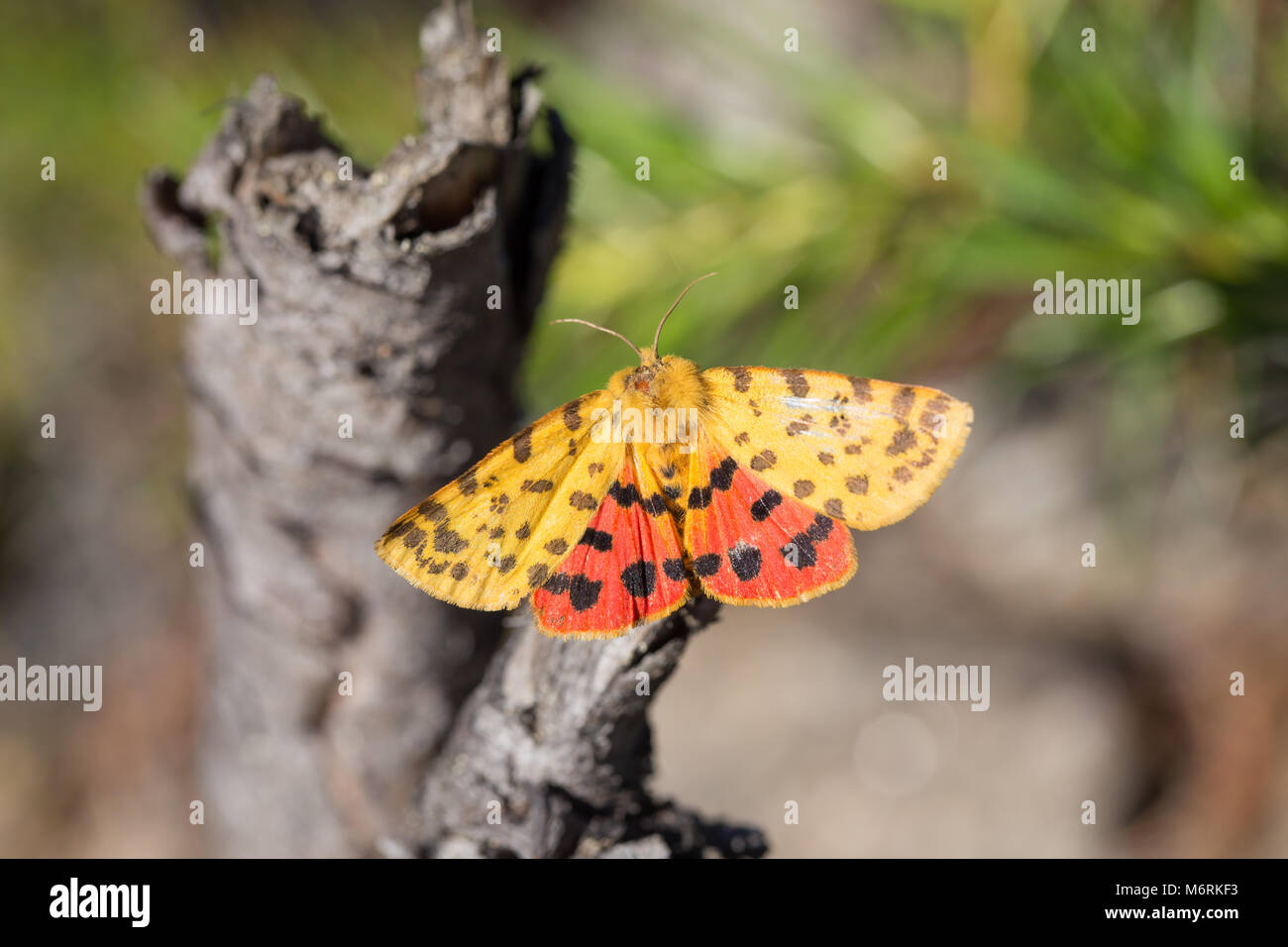 Purple tiger moth Stock Photo - Alamy