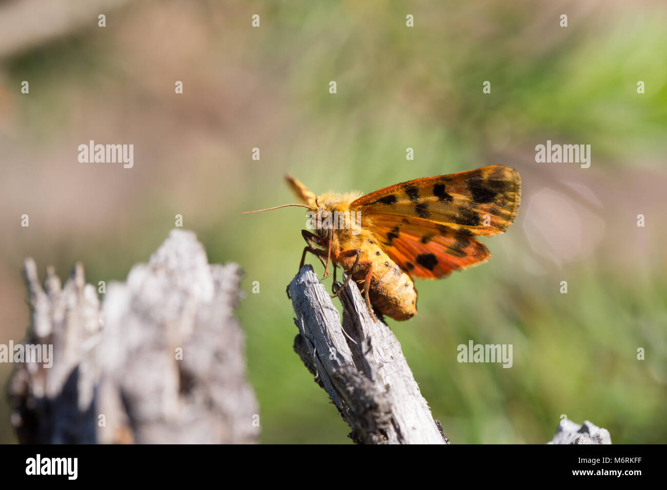 Purple tiger moth Stock Photo - Alamy