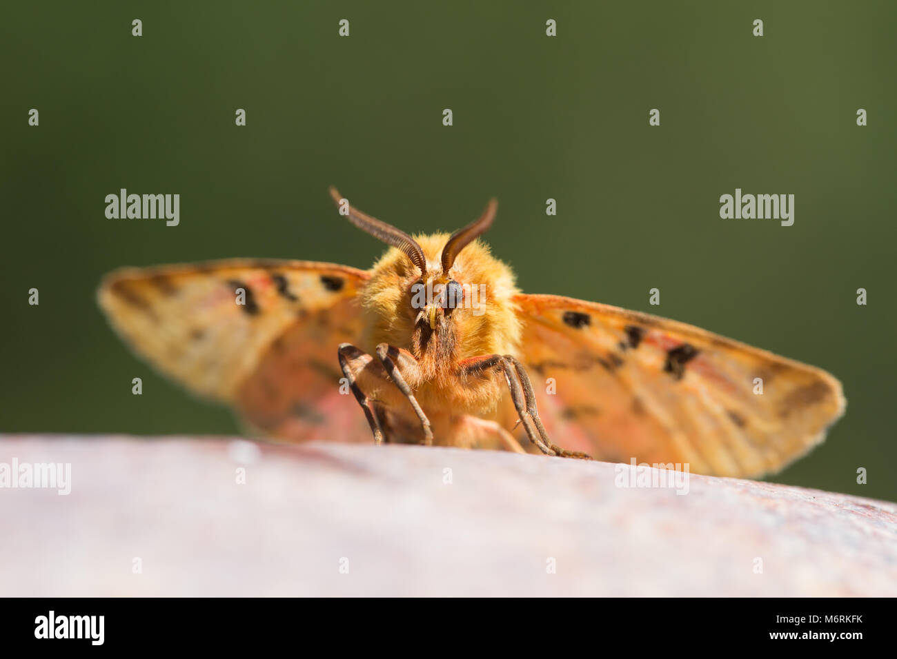 Tiger moth hi-res stock photography and images - Alamy
