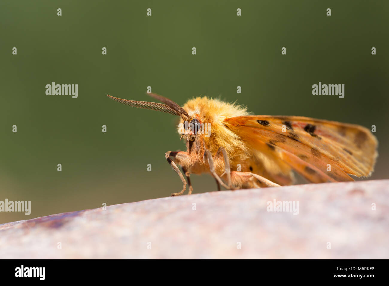 Purple tiger moth Stock Photo - Alamy