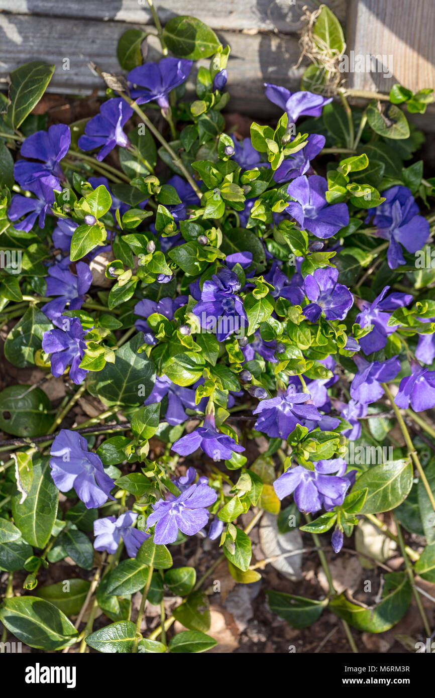Small Periwinkle, Vintergröna (Vinca minor Stock Photo - Alamy