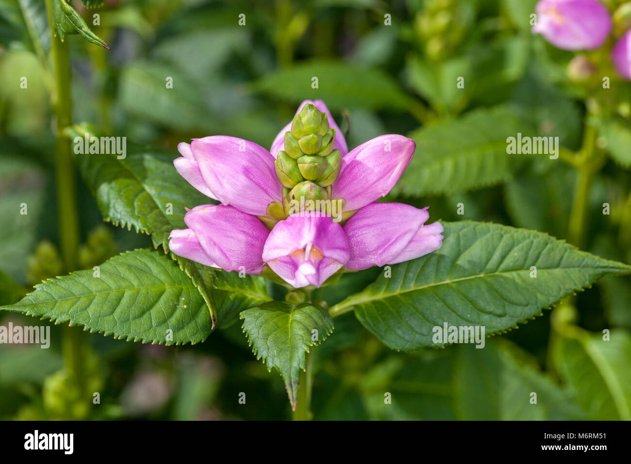 Pink turtlehead, Lila sköldpaddsört (Pink turtlehead Stock Photo - Alamy