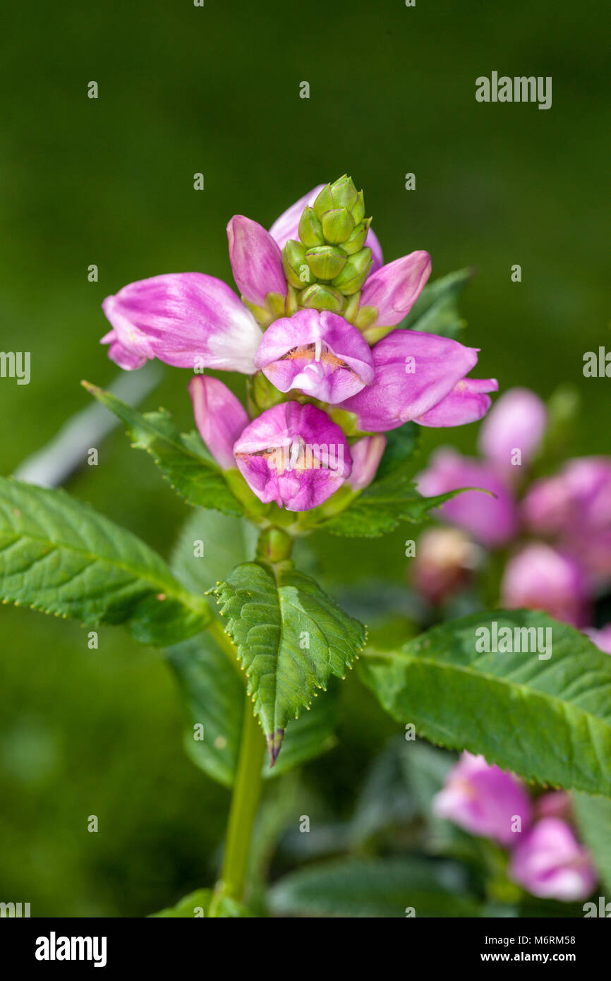 Pink turtlehead, Lila sköldpaddsört (Pink turtlehead Stock Photo - Alamy